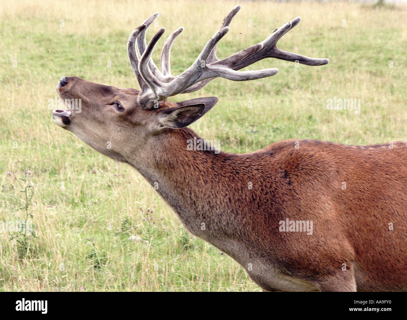 Sound stag hi-res stock photography and images - Alamy