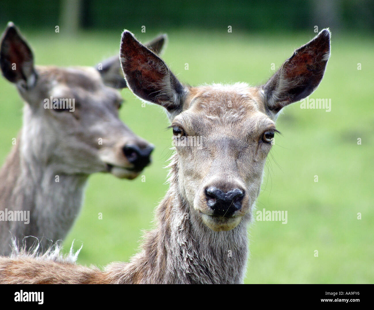 Deer foal hi-res stock photography and images - Alamy