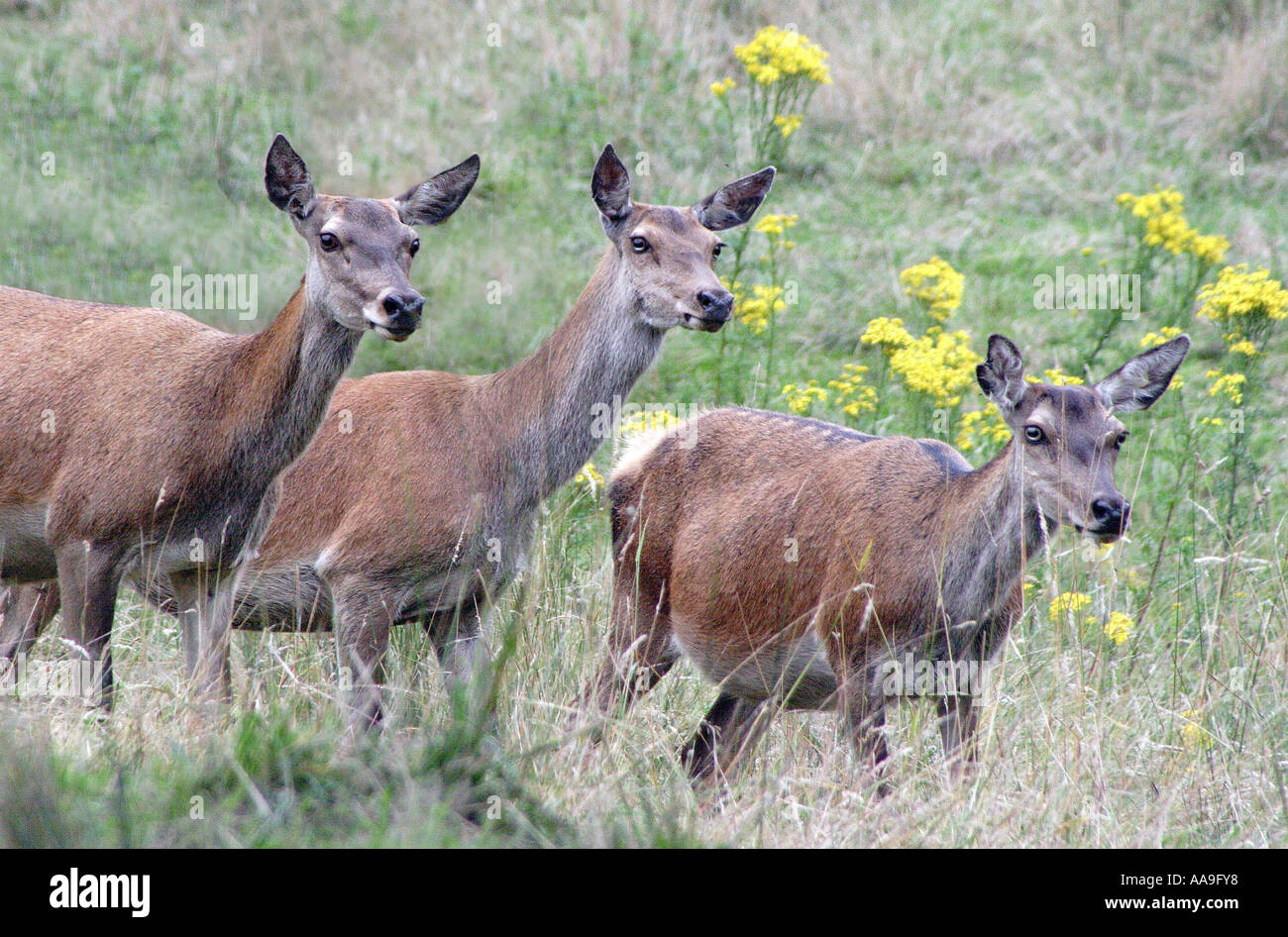 Three young deer stand alert Stock Photo - Alamy