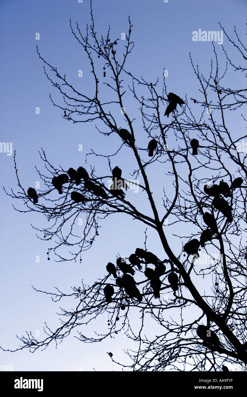 Bird silhouettes on tree Stock Photo - Alamy
