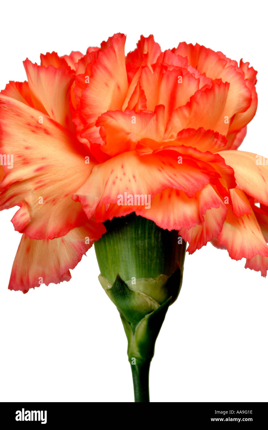 Orange Carnation Stock Photo - Alamy