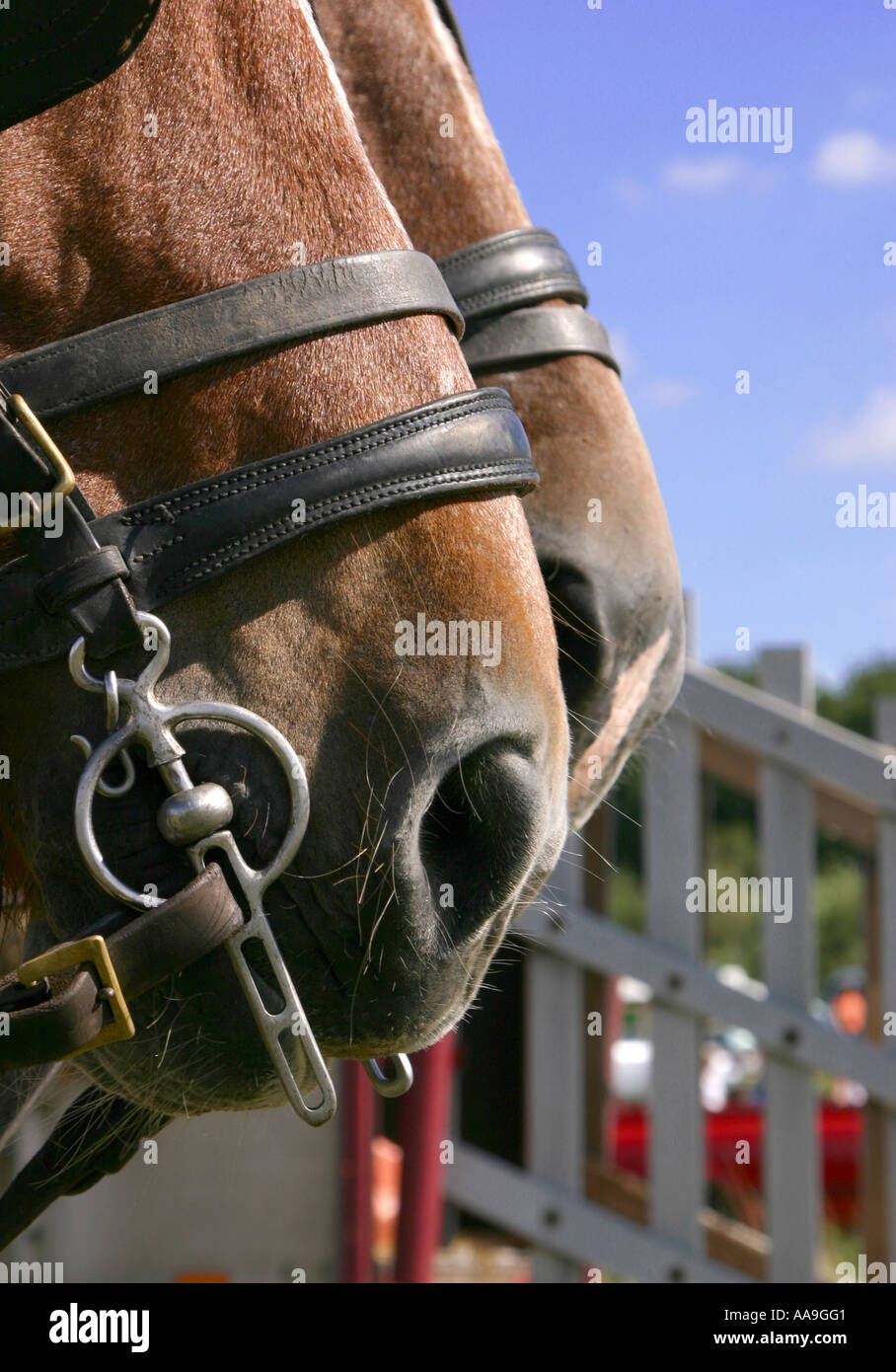 Working horses hi-res stock photography and images - Alamy