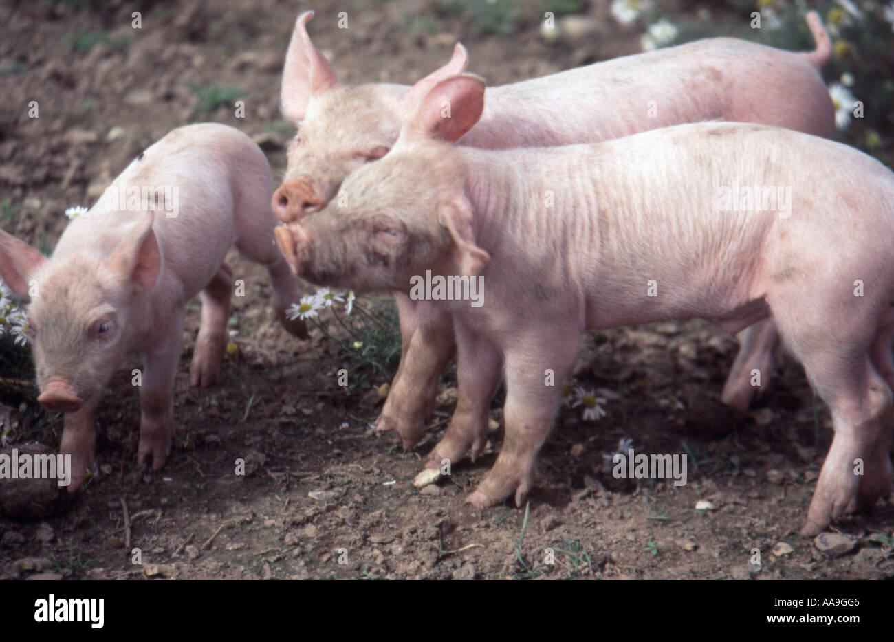 Friendly piglets hi-res stock photography and images - Alamy
