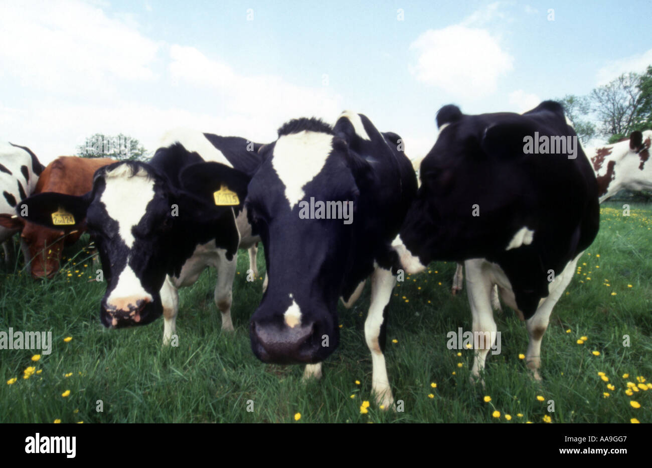 Scary cows hi-res stock photography and images - Alamy