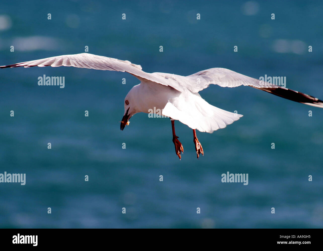Australian silver gulls flying hi-res stock photography and images - Alamy