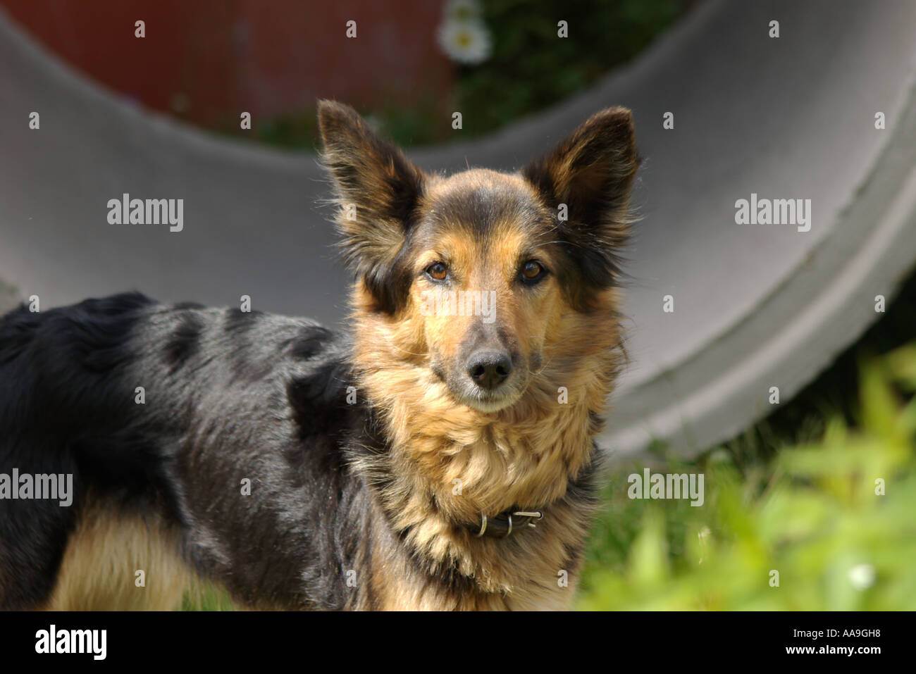 German Shepherd dog staring at the camera Stock Photo - Alamy