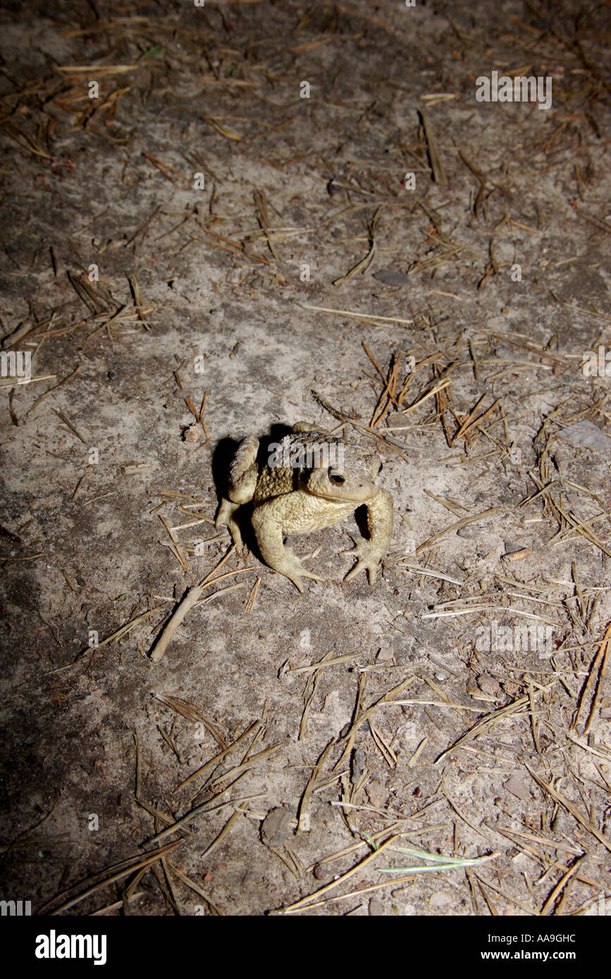 Bullfrog in the night Stock Photo - Alamy