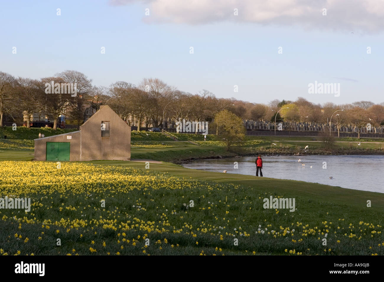 Flowering Scottish Spring Daffodils in early spring. Aberdeen city ...