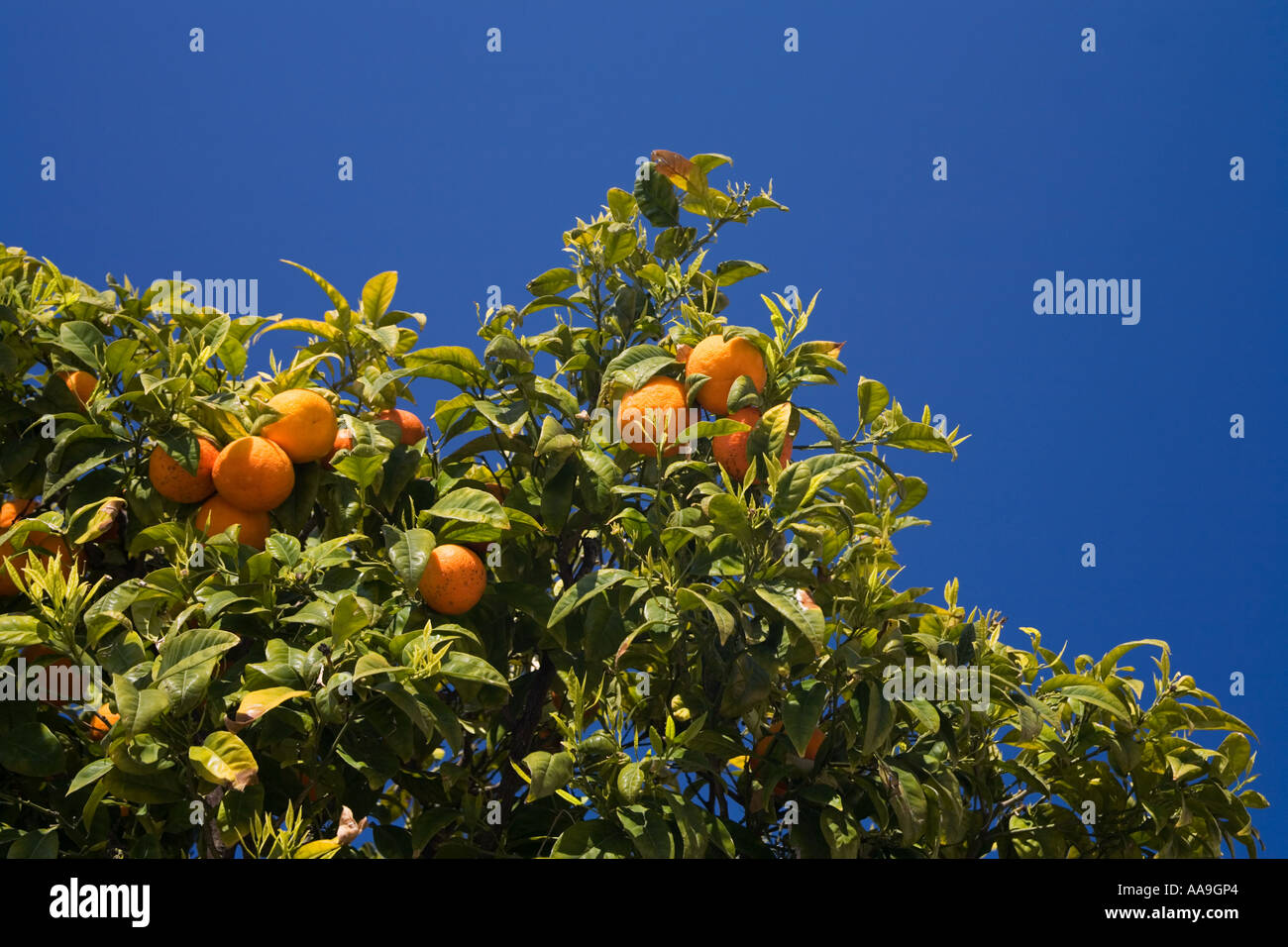 Orange tree with fruit Stock Photo - Alamy