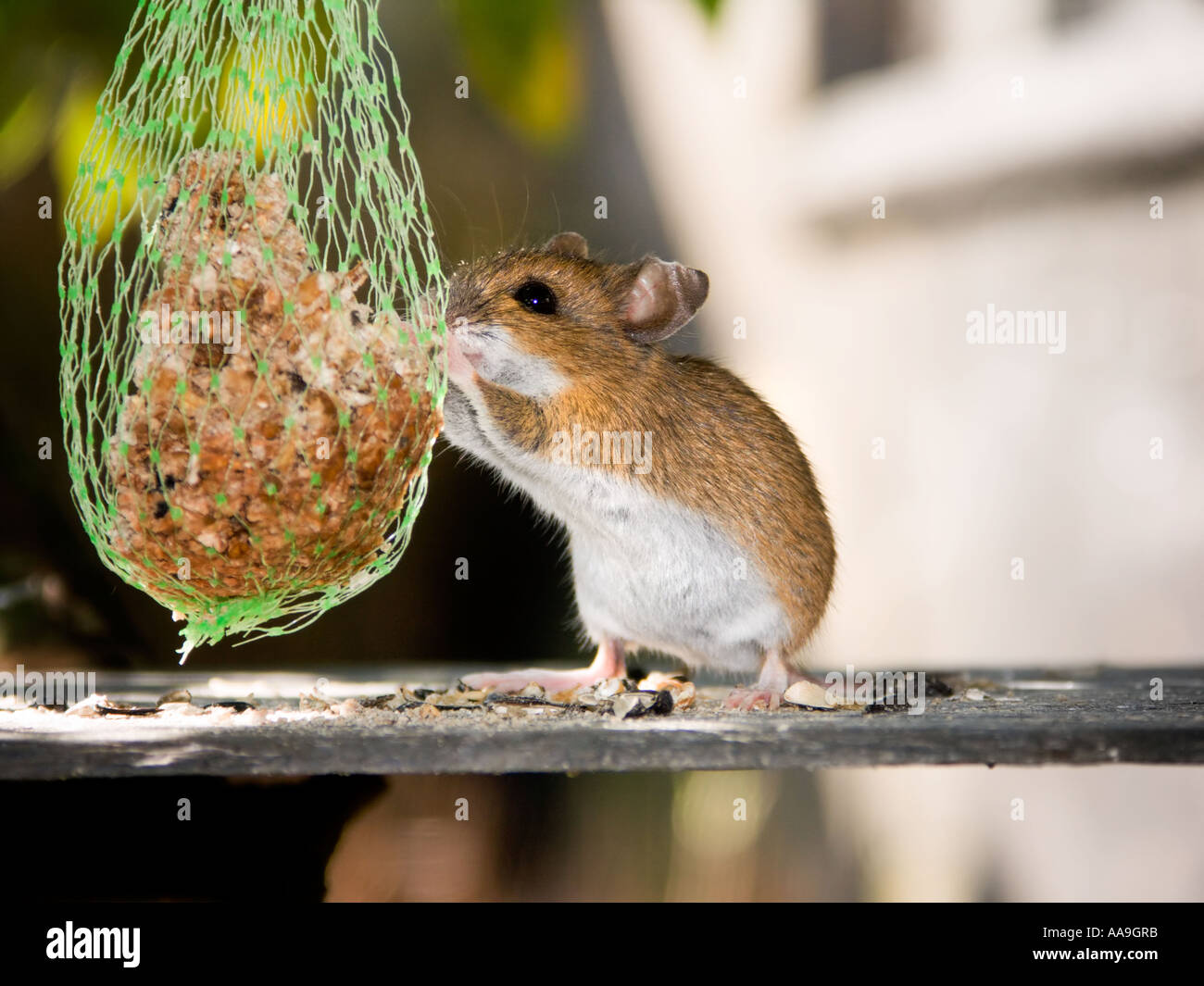 Cheeky mouse hi-res stock photography and images - Alamy