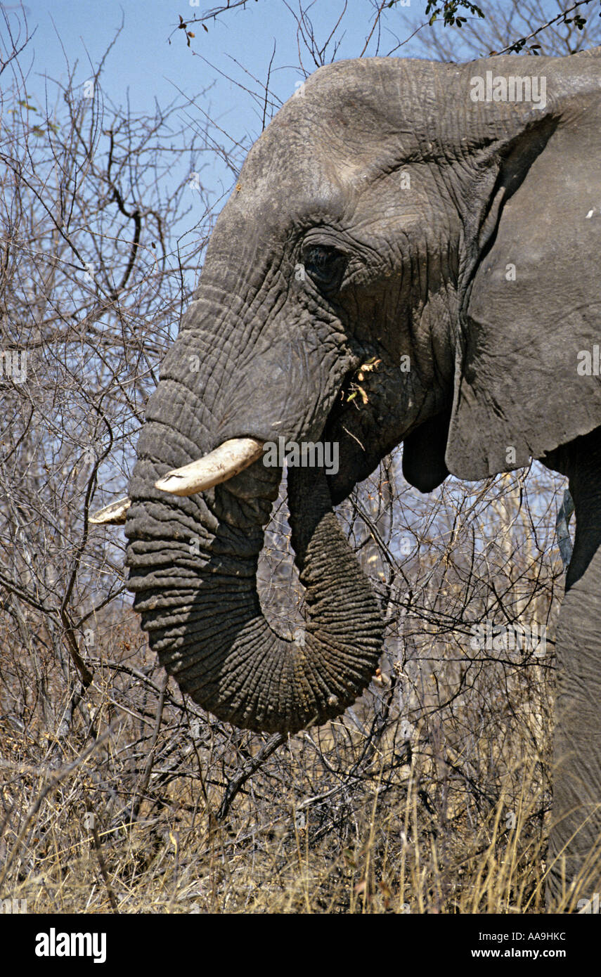 African veldt hi-res stock photography and images - Alamy