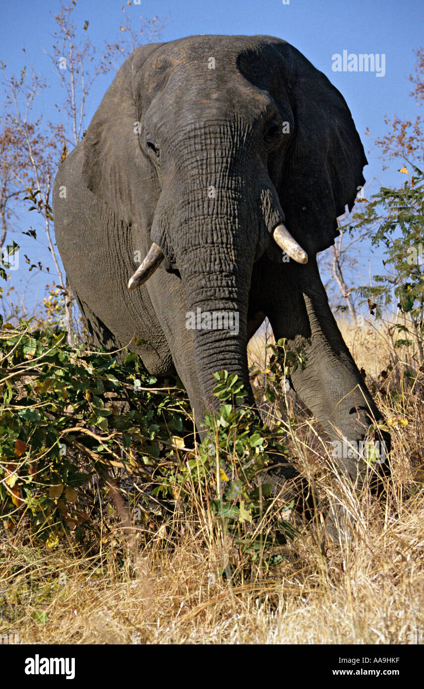 Elephant charging hi-res stock photography and images - Alamy