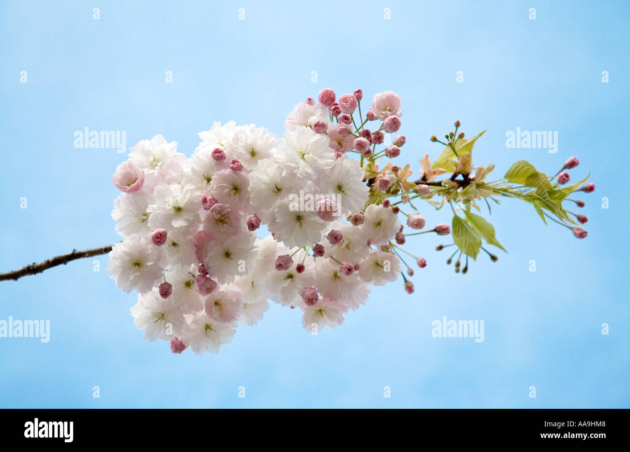 Pink and white cherry Prunus spp blossom on tree against blue sky Wales ...
