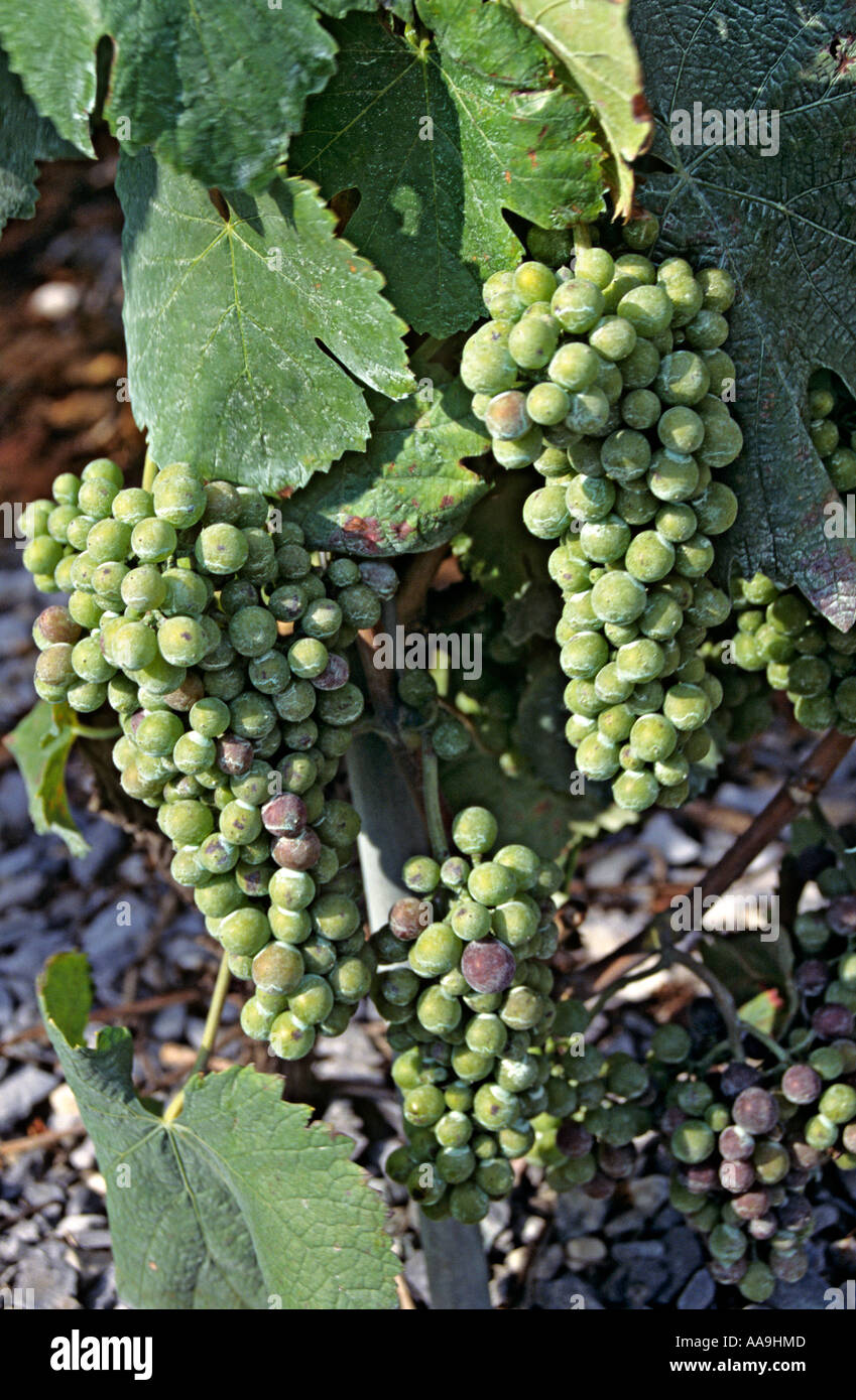 Agriculture farming vineyard france hi-res stock photography and images ...