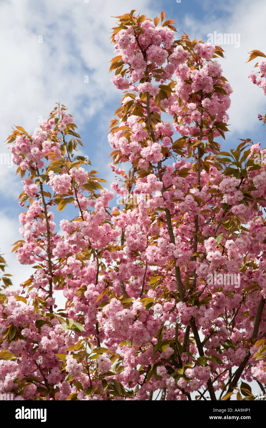 Prunus spp hi-res stock photography and images - Alamy