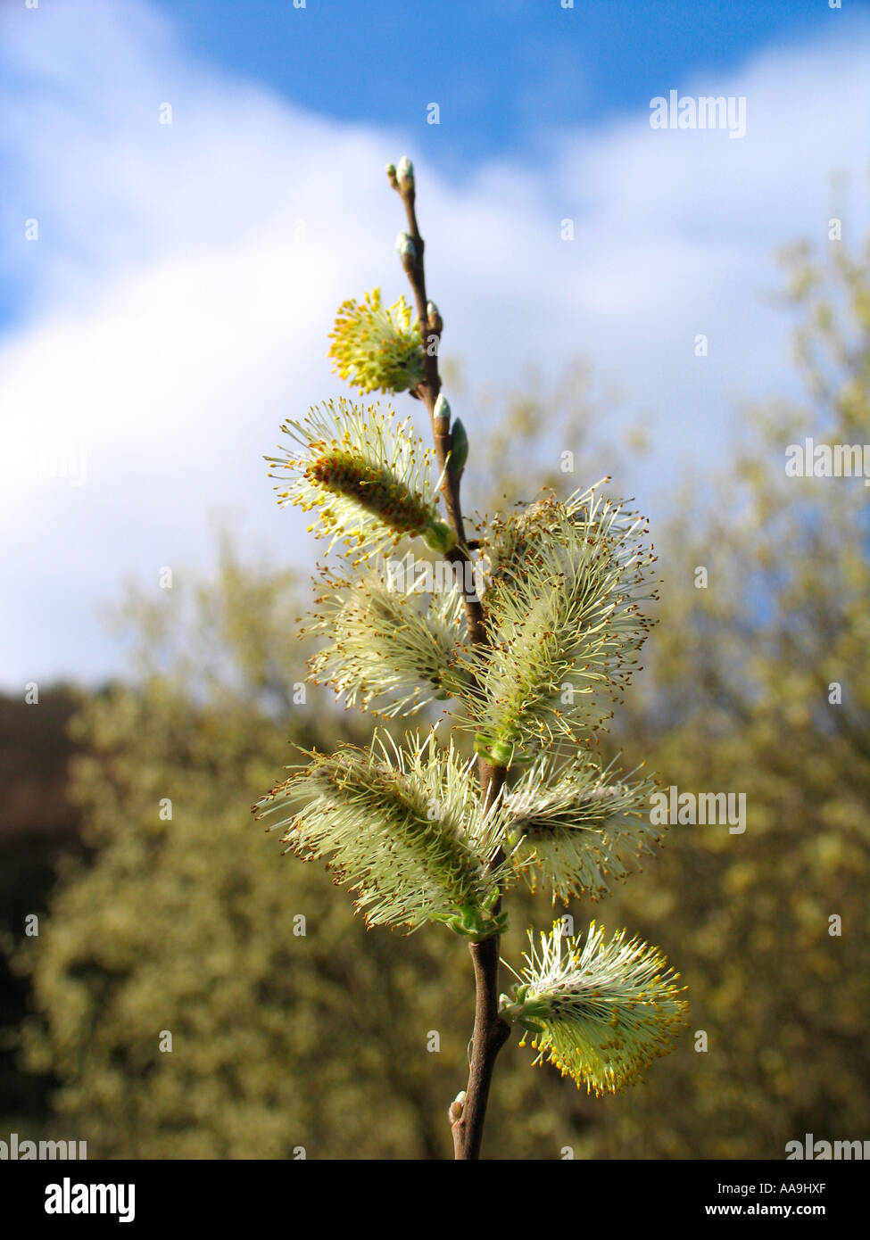 Salix aurita Eared Willow Throxenby Mere Stock Photo - Alamy