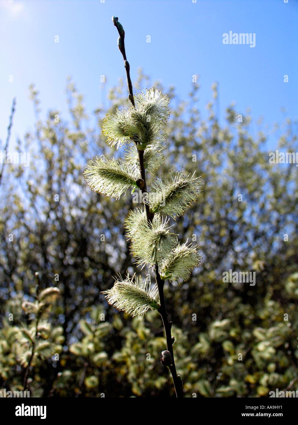 Salix aurita Eared Willow Throxenby Mere Stock Photo - Alamy