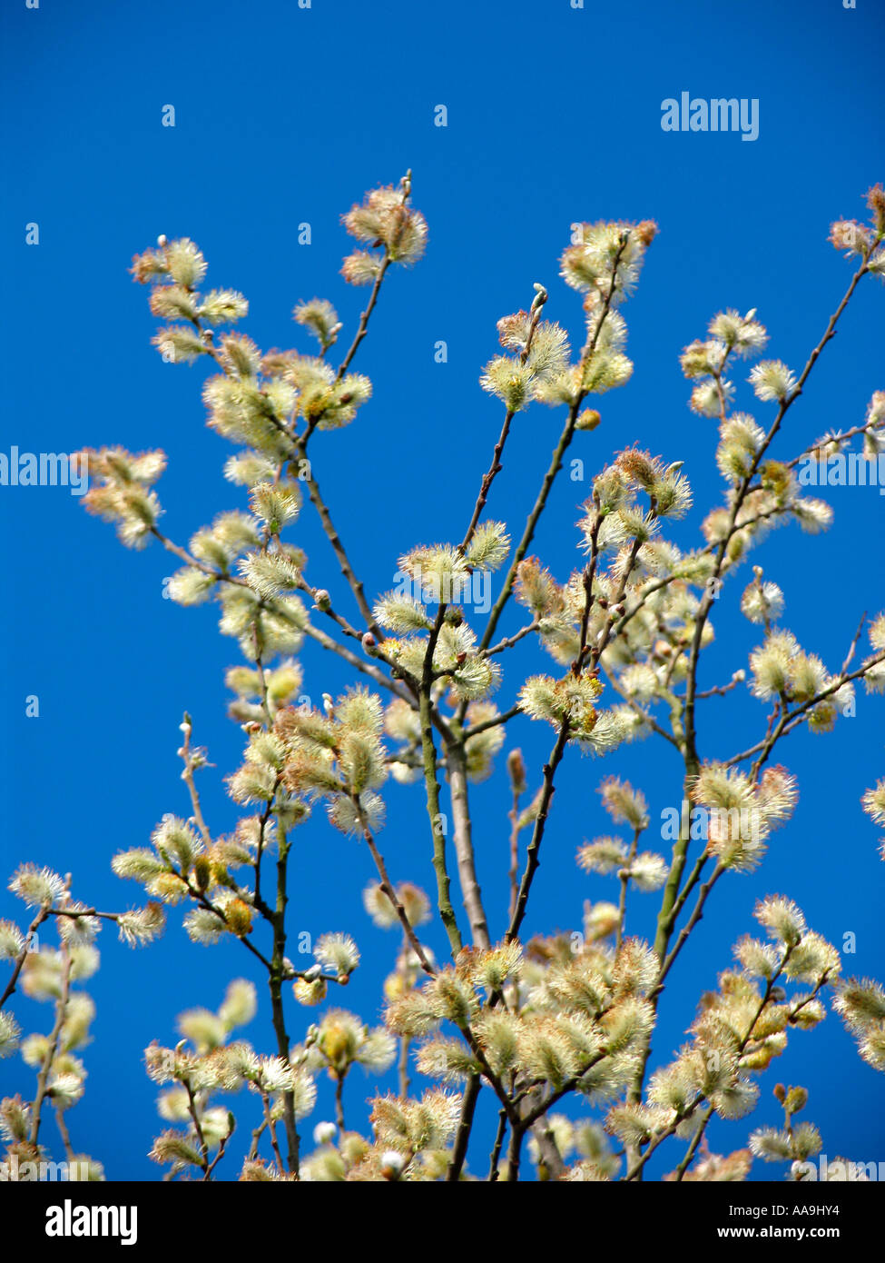 Salix aurita Eared Willow Stock Photo - Alamy