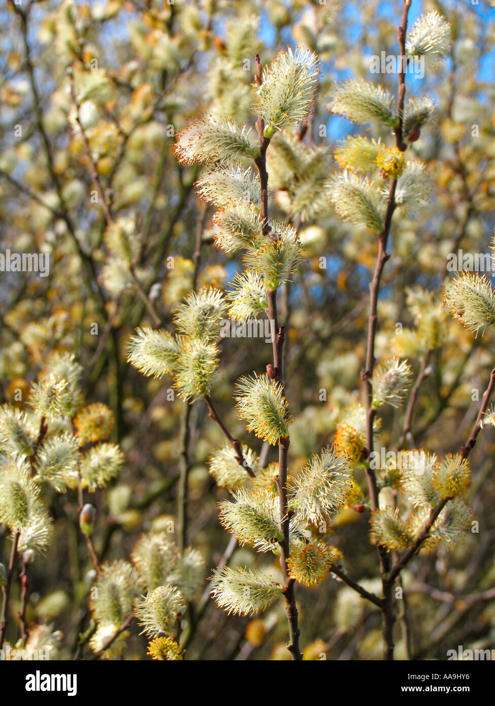 Salix aurita Eared Willow Stock Photo - Alamy