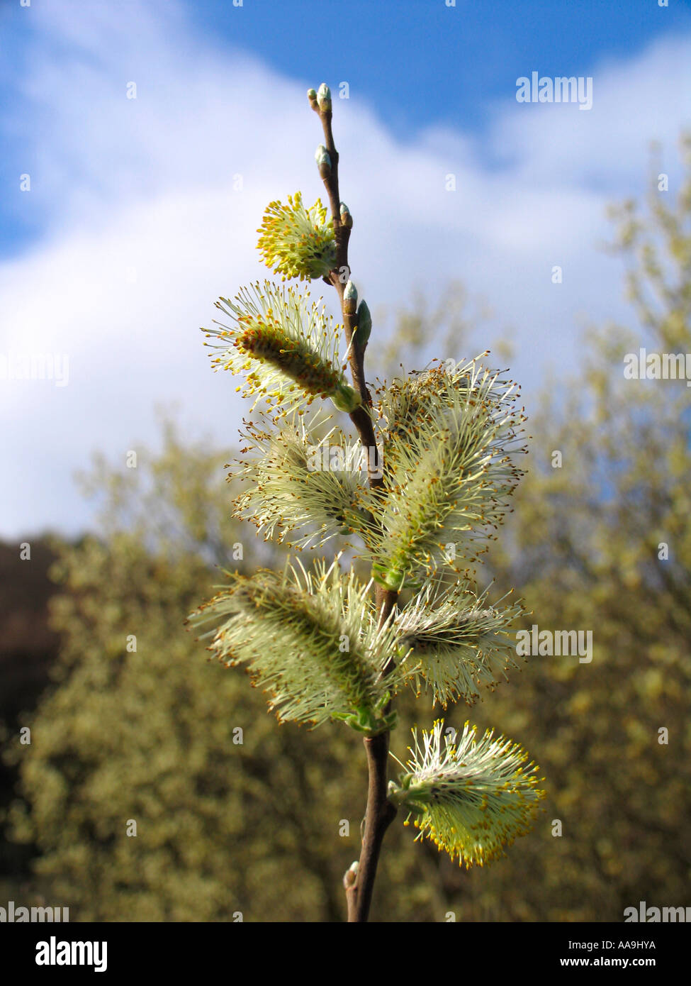 Salix aurita Eared Willow Throxenby Mere Stock Photo - Alamy