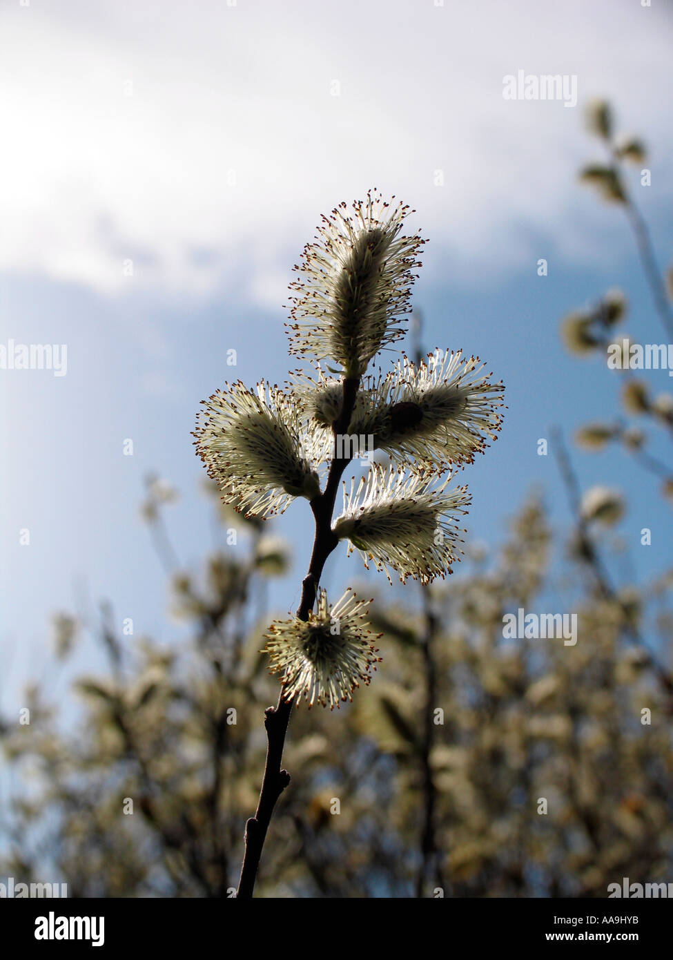 Salix aurita Eared Willow Stock Photo - Alamy