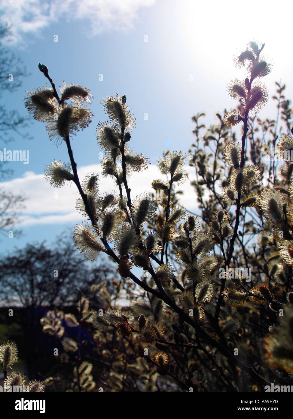 Salix aurita Eared Willow Stock Photo - Alamy