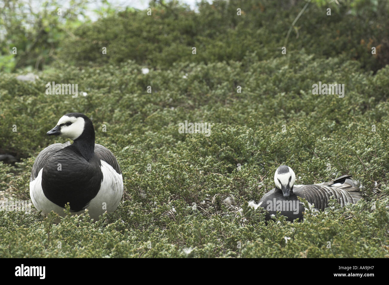 Barnacle Goose branta leucopsis male and female at nest Norfolk UK ...