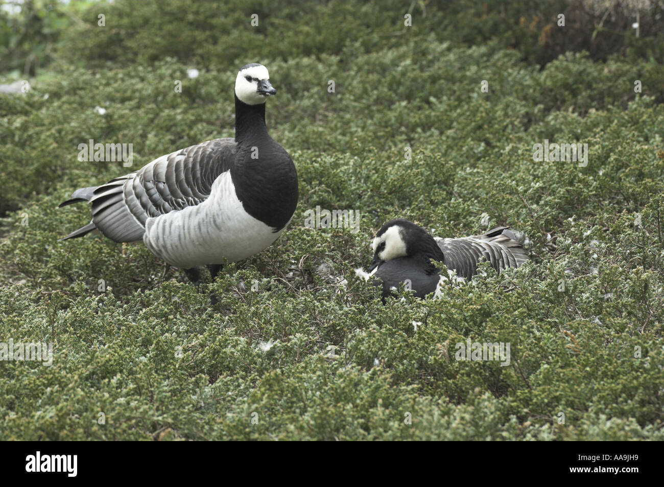 Barnacle Goose branta leucopsis male and female at nest Norfolk UK ...