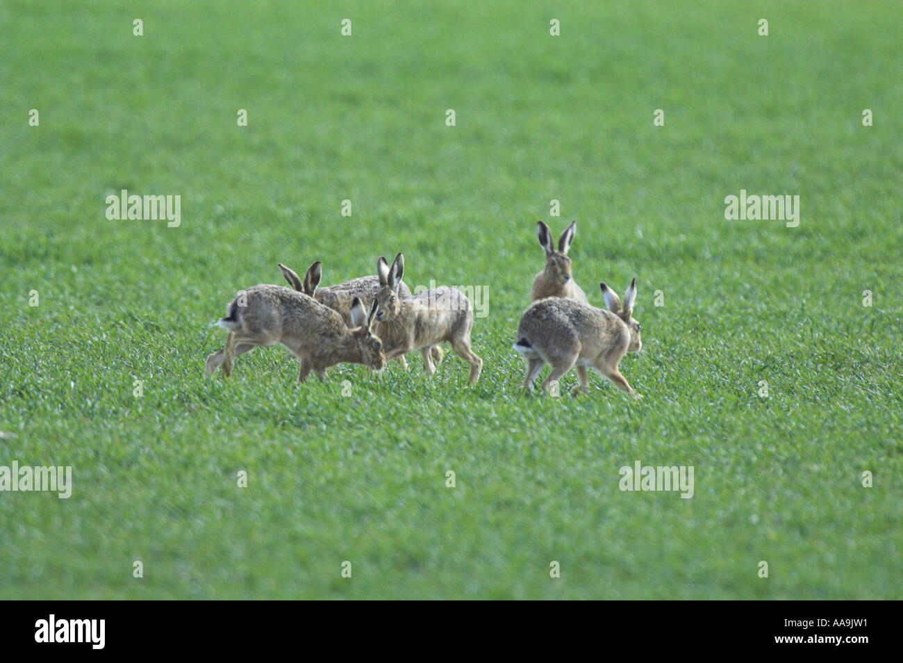 Brown Hares lepus capensis group in mating activity on winter wheat ...