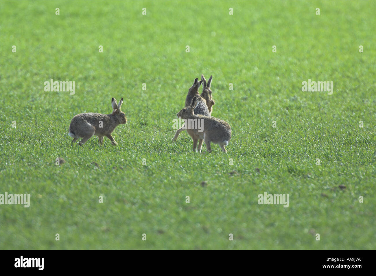 Hare mad march mammals hi-res stock photography and images - Alamy
