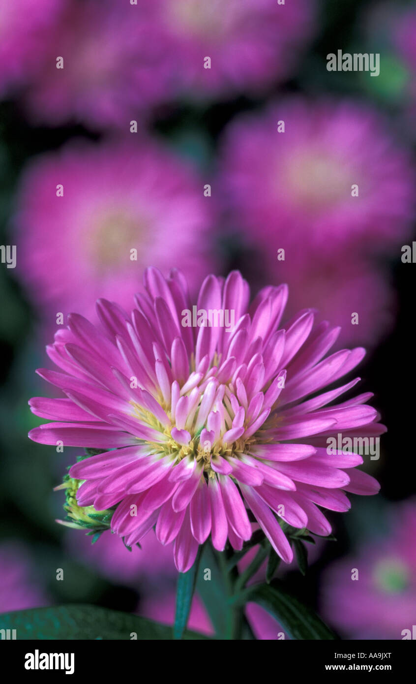 Aster victoria hi-res stock photography and images - Alamy
