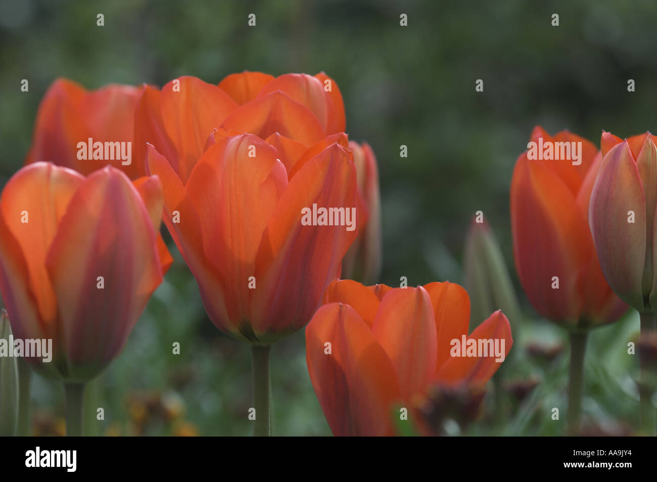 Study of backlit garden tulips Norfolk UK April Stock Photo - Alamy