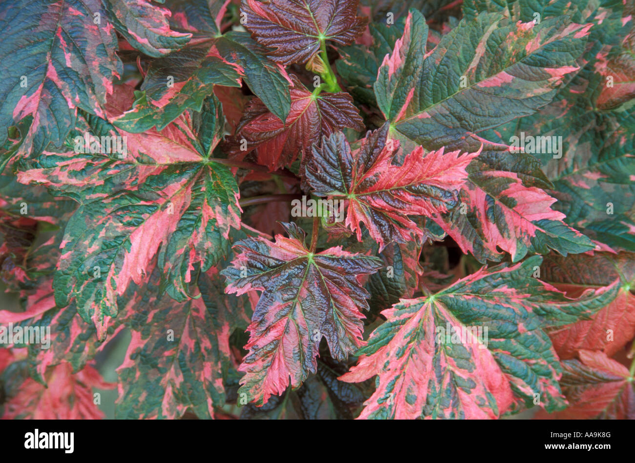 Acer psuedoplatanus Simon-Louis Freres new leaves Stock Photo - Alamy