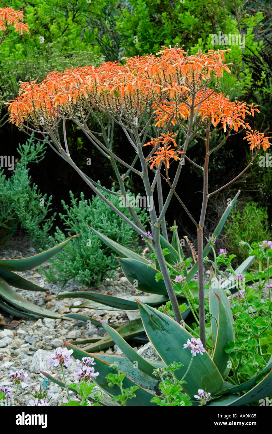 Coral Aloe (Aloe striata Stock Photo - Alamy
