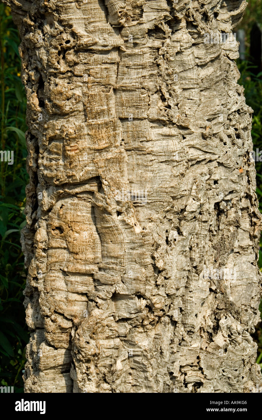 Suberin hi-res stock photography and images - Alamy