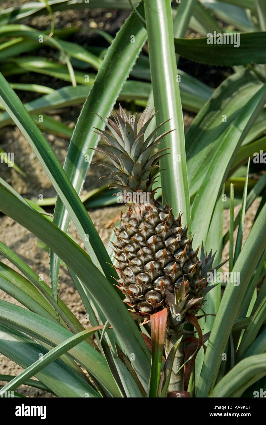 Tropical cultivated fruit hi-res stock photography and images - Alamy