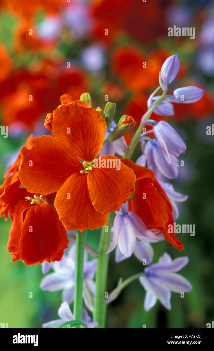 Wallflower Scarlet Bedder and Bluebell Stock Photo - Alamy