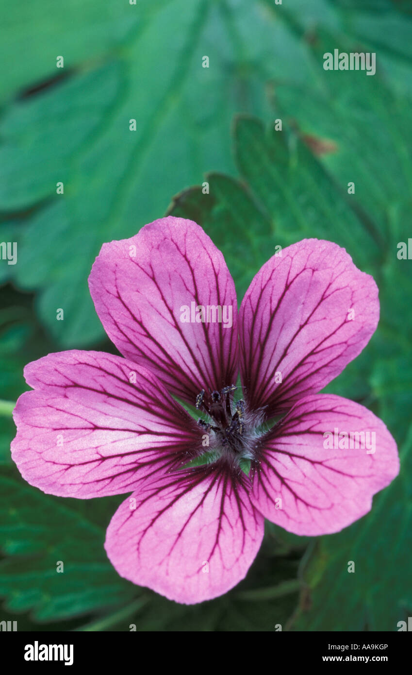 Geranium crug hi-res stock photography and images - Alamy