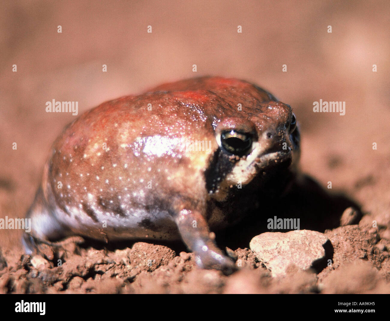 Aestivation High Resolution Stock Photography and Images - Alamy
