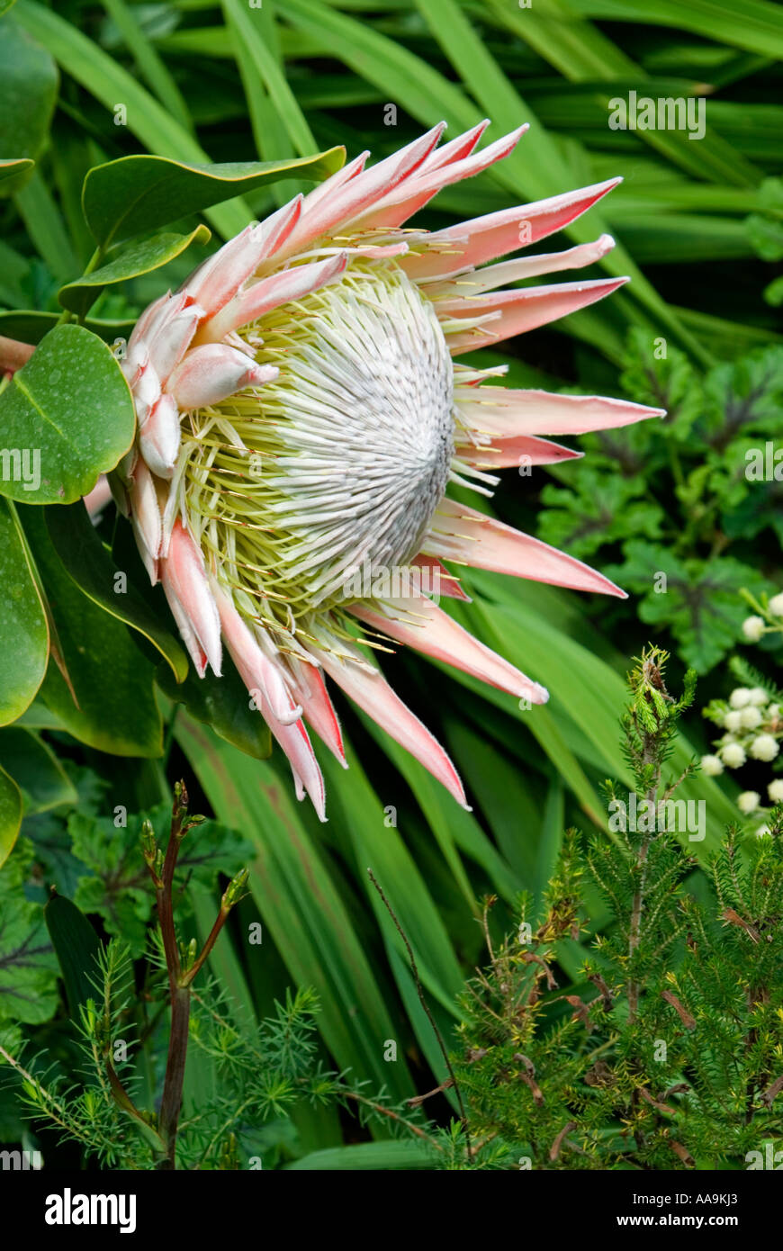 King Protea (Protea cynaroides Stock Photo - Alamy