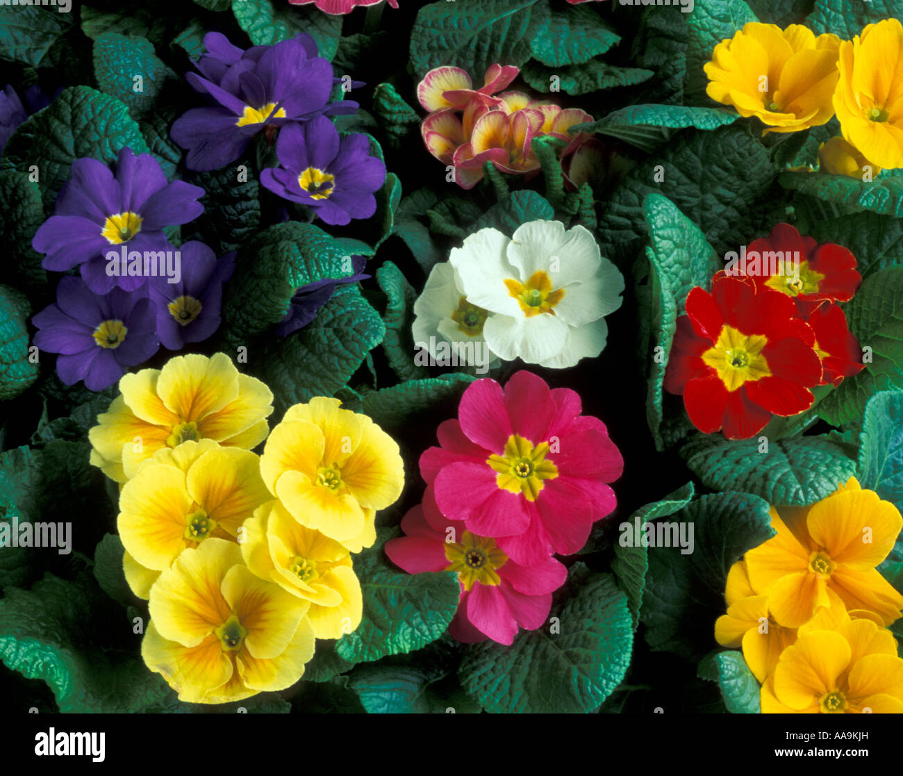 Primula mixed colours Stock Photo - Alamy