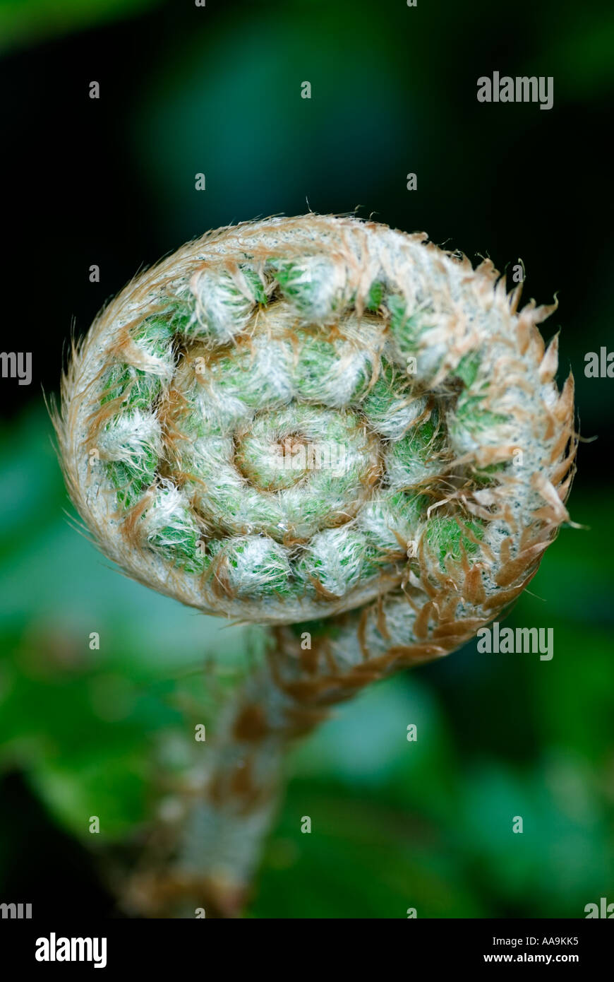 Young fern unfurling Stock Photo - Alamy