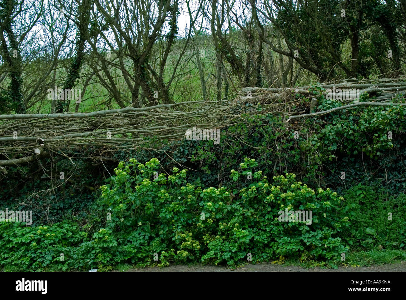 Hedge laying england hi-res stock photography and images - Alamy