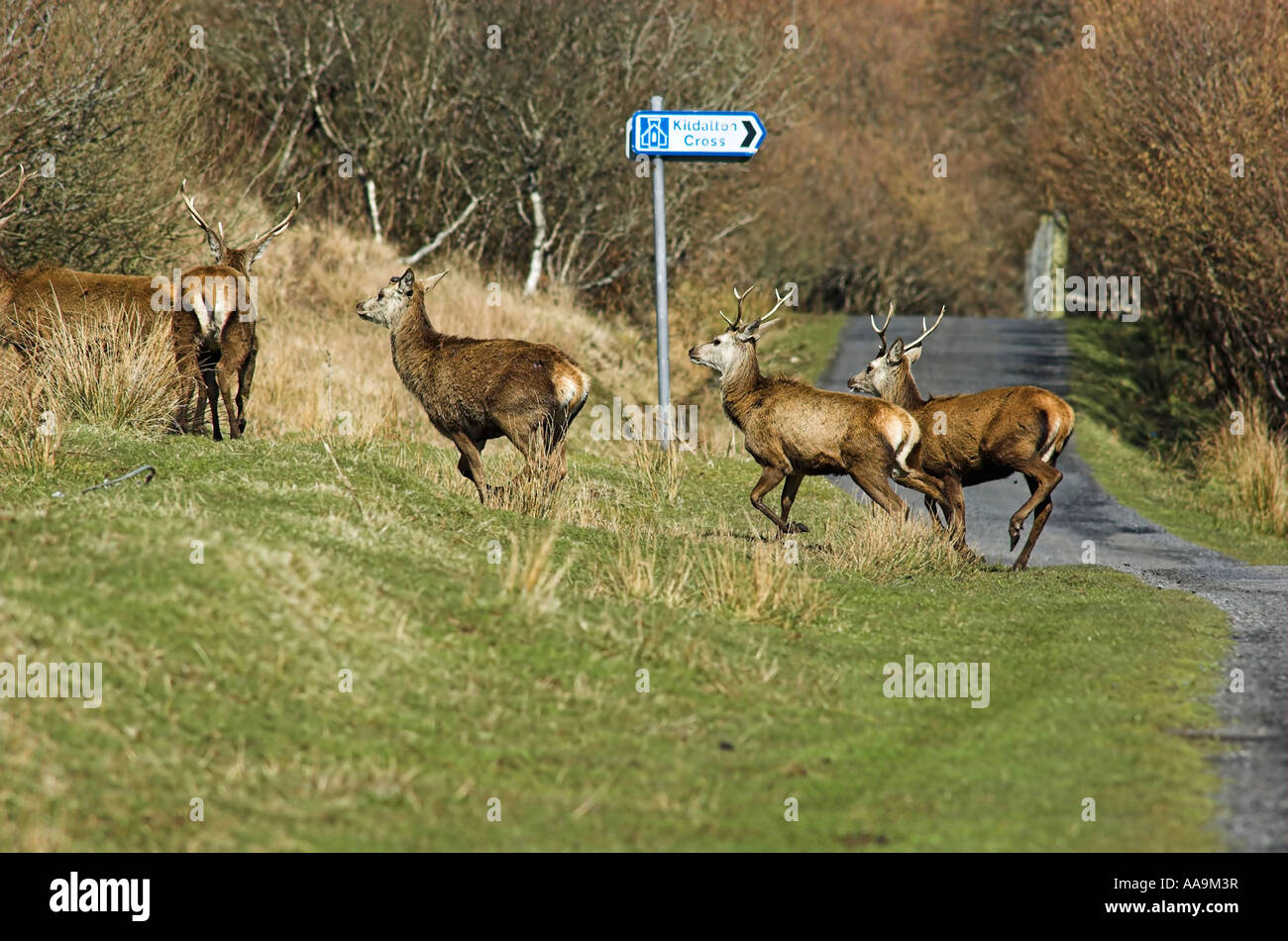 Wild Deer On Islay, Scotland Stock Photo - Alamy
