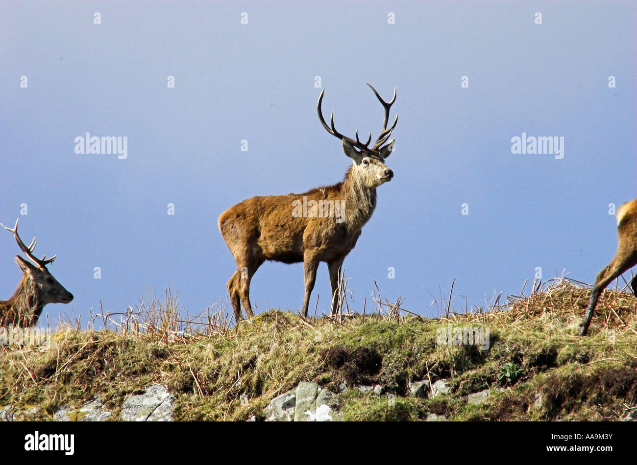 Wild Deer On Islay, Scotland Stock Photo - Alamy