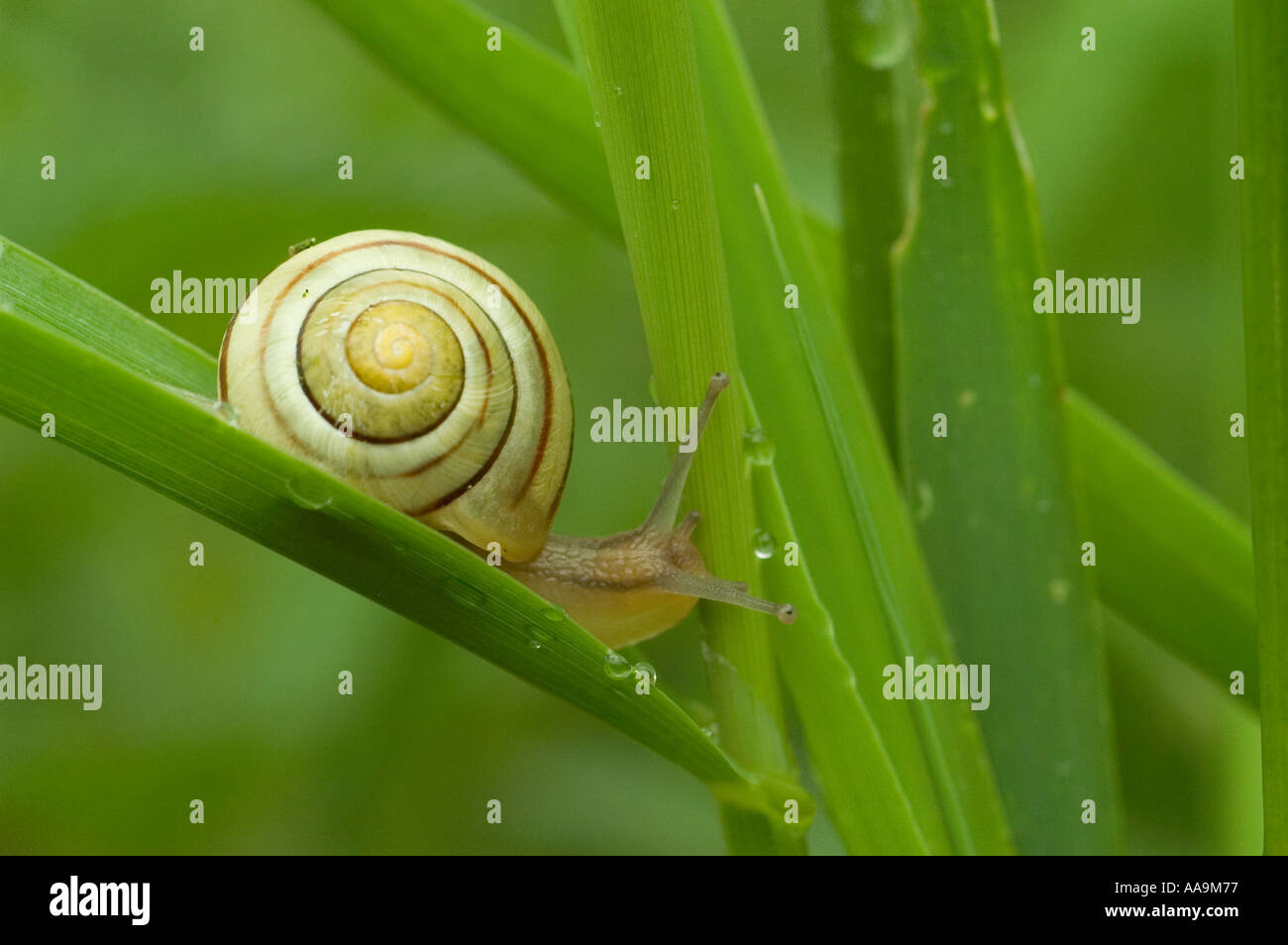 Garden snail inside shell hi-res stock photography and images - Alamy