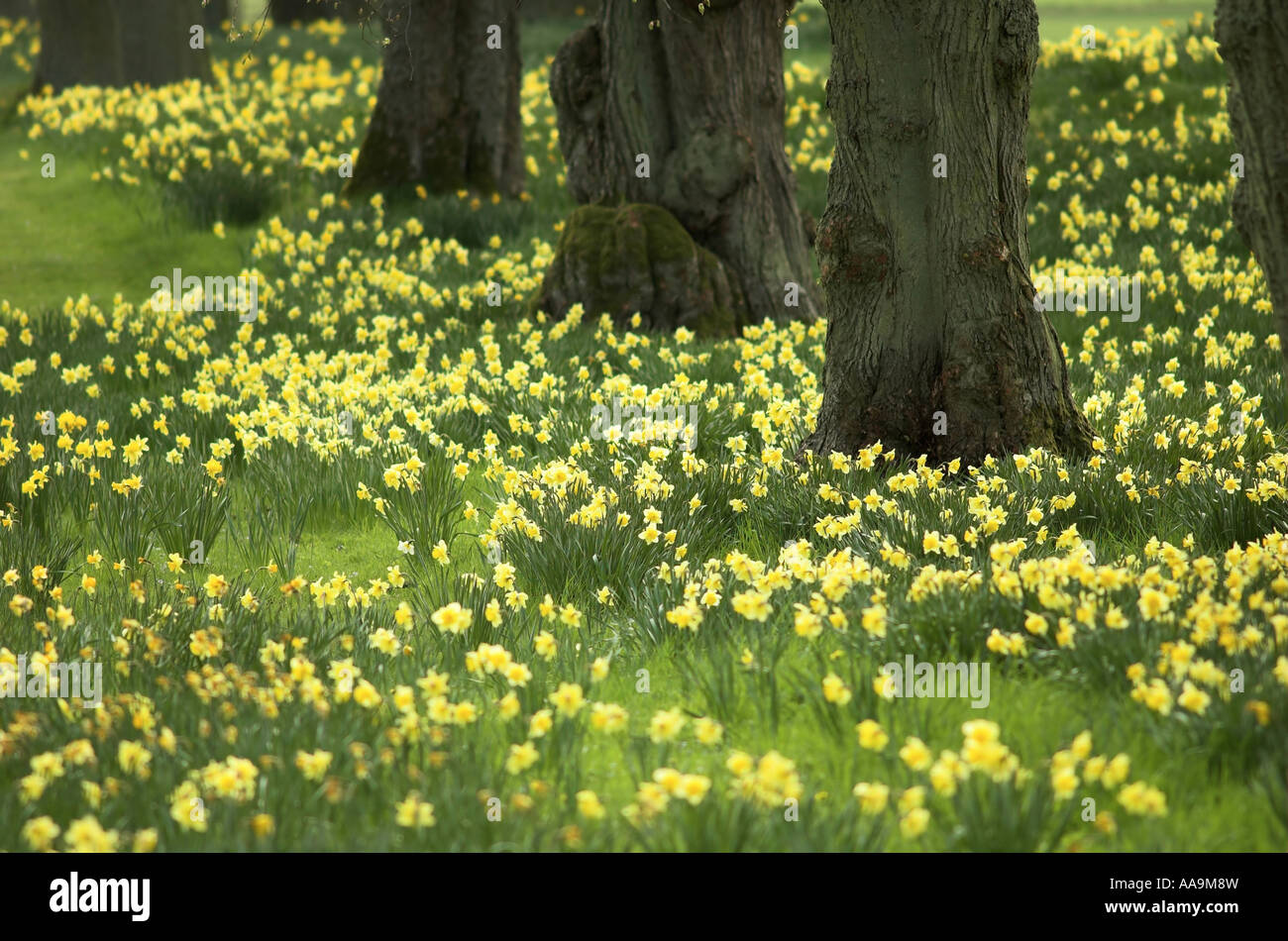 Spring display of Daffodils at Glamis Castle Angus Scotland Stock Photo ...