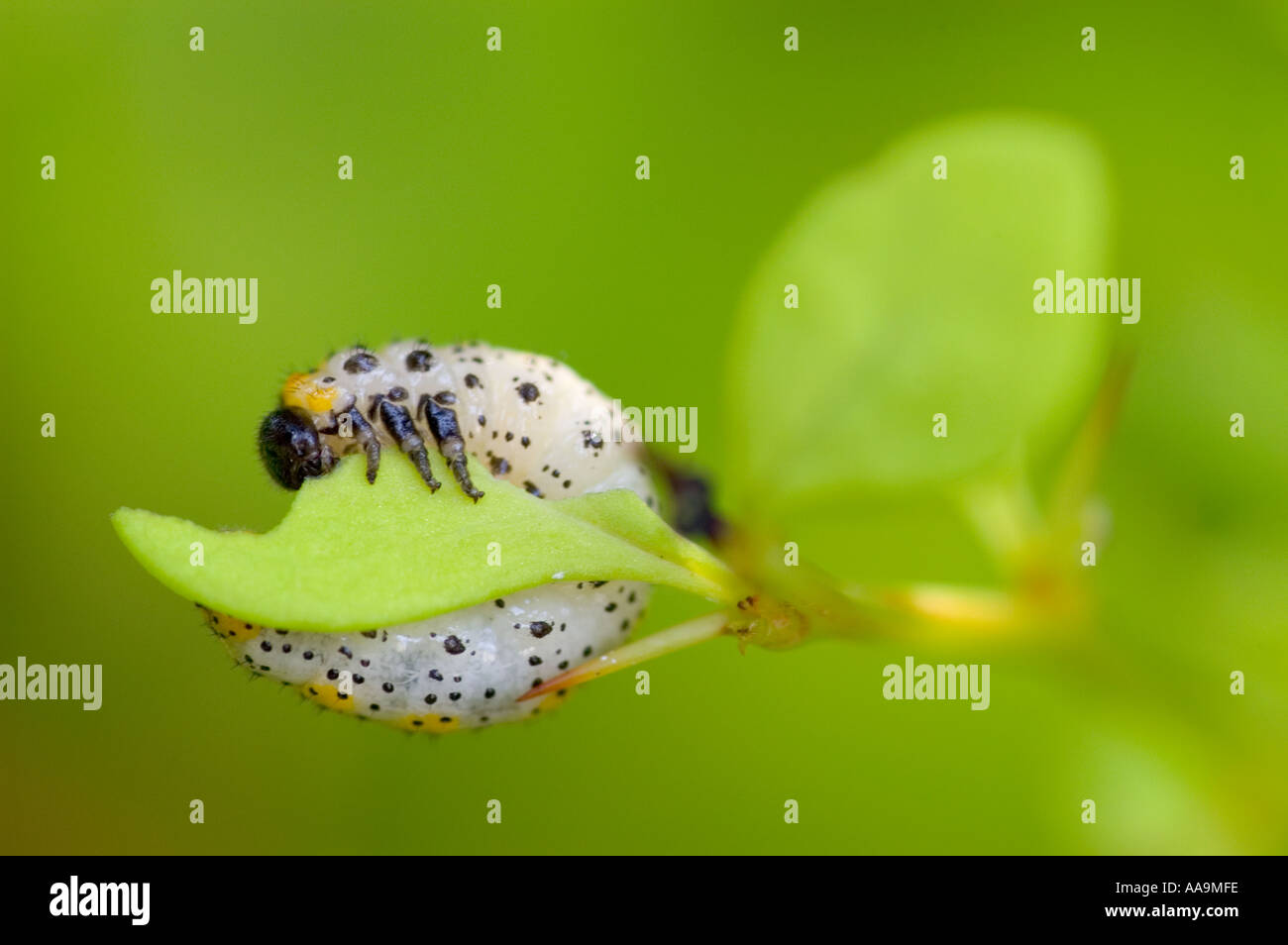 Seed caterpillar hi-res stock photography and images - Alamy