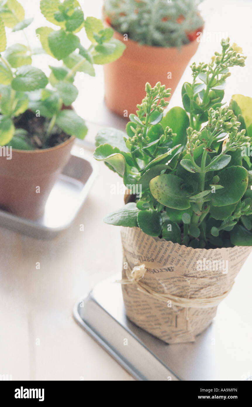 Leaf spring nature pollen hub hi-res stock photography and images - Alamy