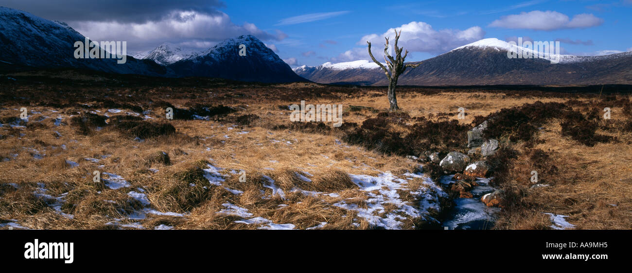 Snow on branches of tree at rannoch moor hi-res stock photography and ...